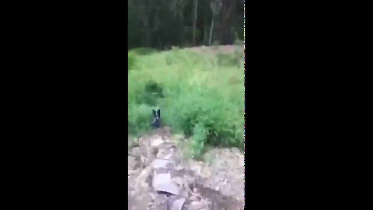 Funny dog, ball fail - YouTube