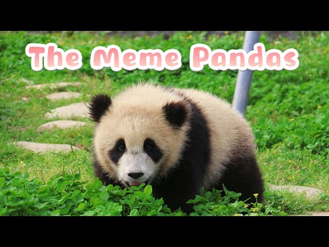 【Super Panda】Episode 234 Make A Meme From This Funny Panda Video | iPanda