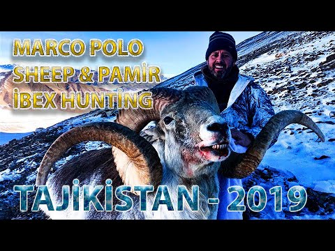 Marco Polo sheep and Pamir Ibex hunt, Tajikistan 2019 - YouTube
