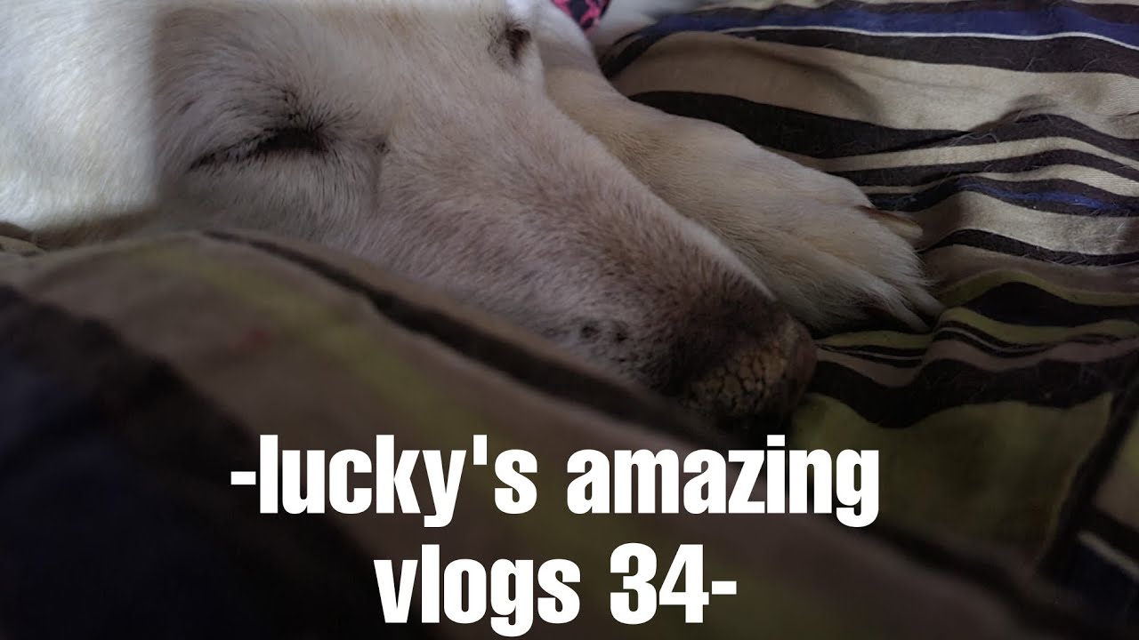 -lucky's amazing vlogs 34- {the shortest vlog of mine :D} - YouTube