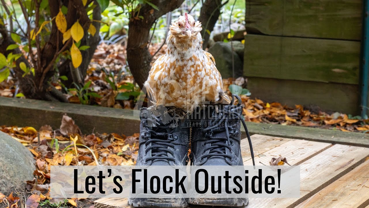 Meyer Hatchery Let's Flock Outside! - YouTube