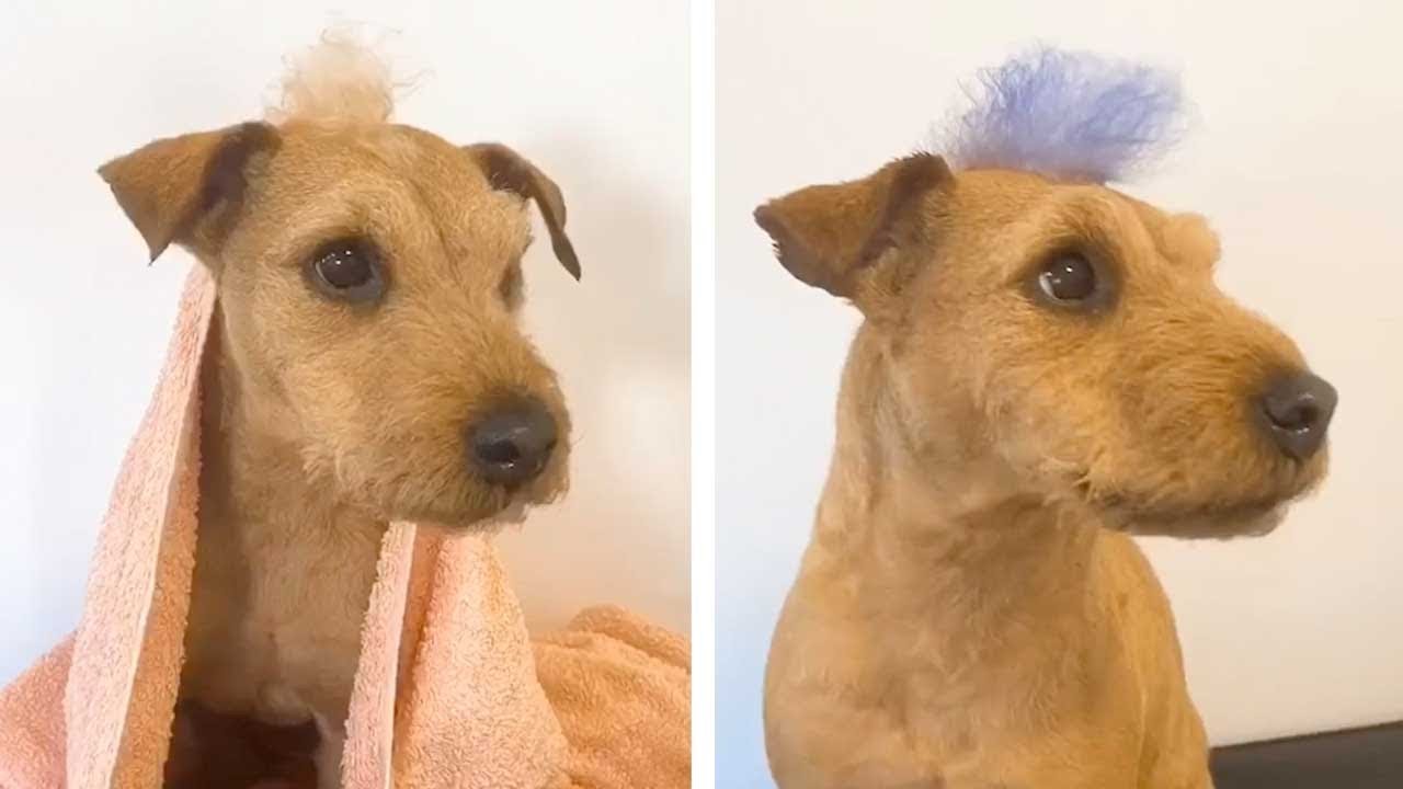 Dog Mohawk