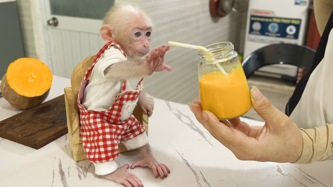 Dad made special pumpkin milk for baby monkey Zika - YouTube
