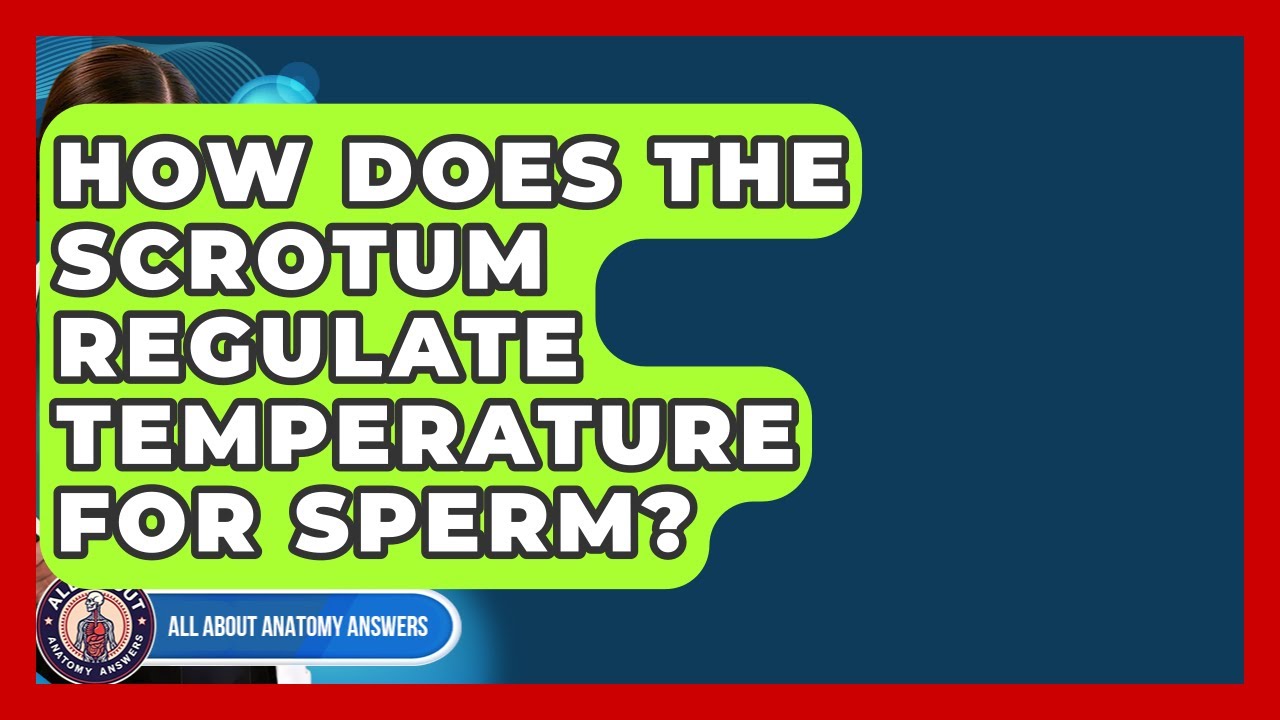 How Does The Scrotum Regulate Temperature For Sperm? - All About ...