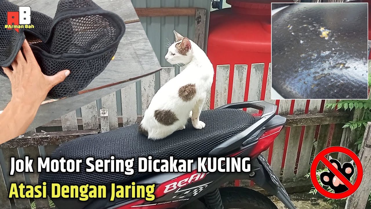 TIDAK BERANI DICAKAR LAGI , KUKU KUCING Auto PATAH | PAKAI JARING JOK ...
