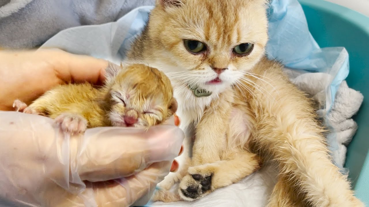 The birth of a golden kitten. The cat became a mother for the first ...