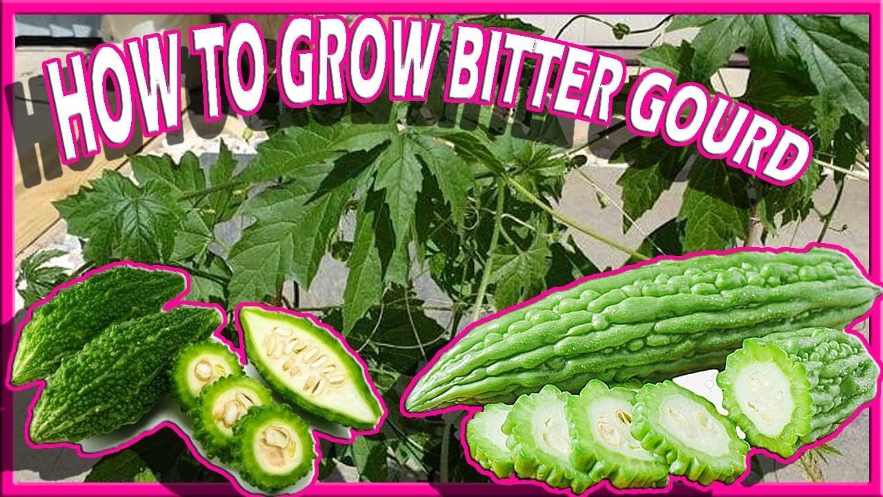 How to Grow Ampalaya Bitter Gourd Momordica Charantia AKA Bitter Melon ...