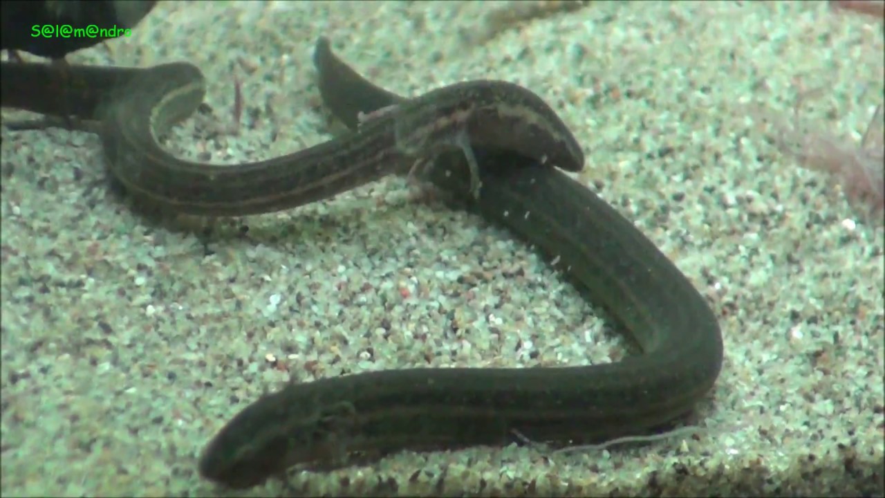 Pseudobranchus axanthus - YouTube