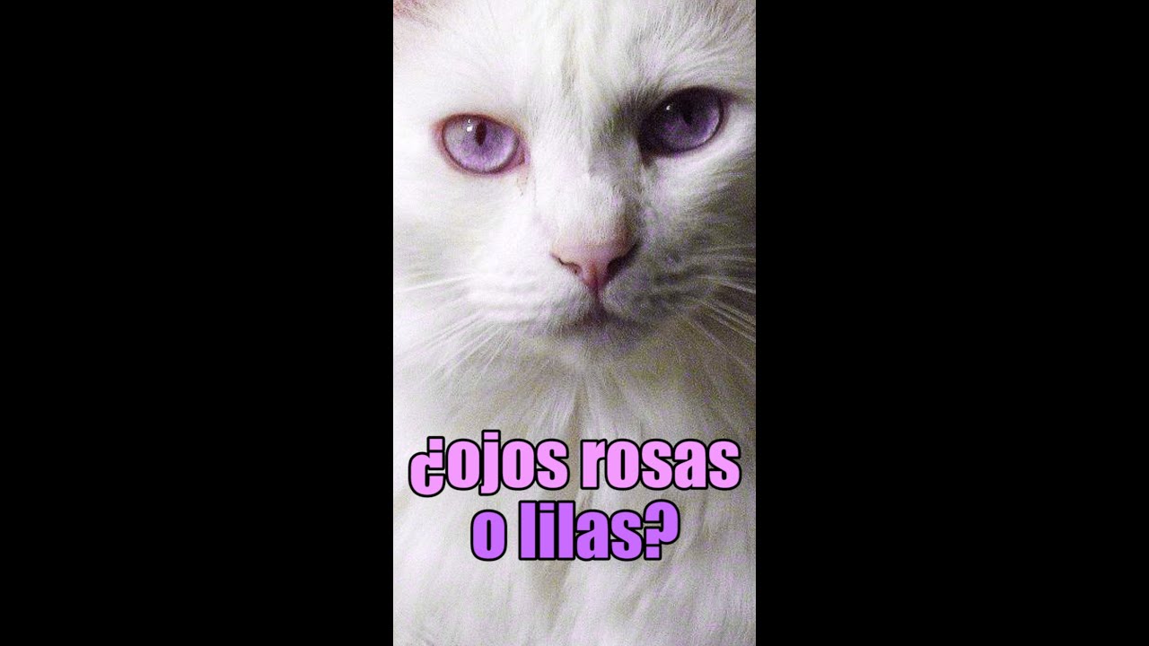 ¿GATOS con OJOS de color ROJO, ROSA, LILA o BLANCO? 🤔 - YouTube