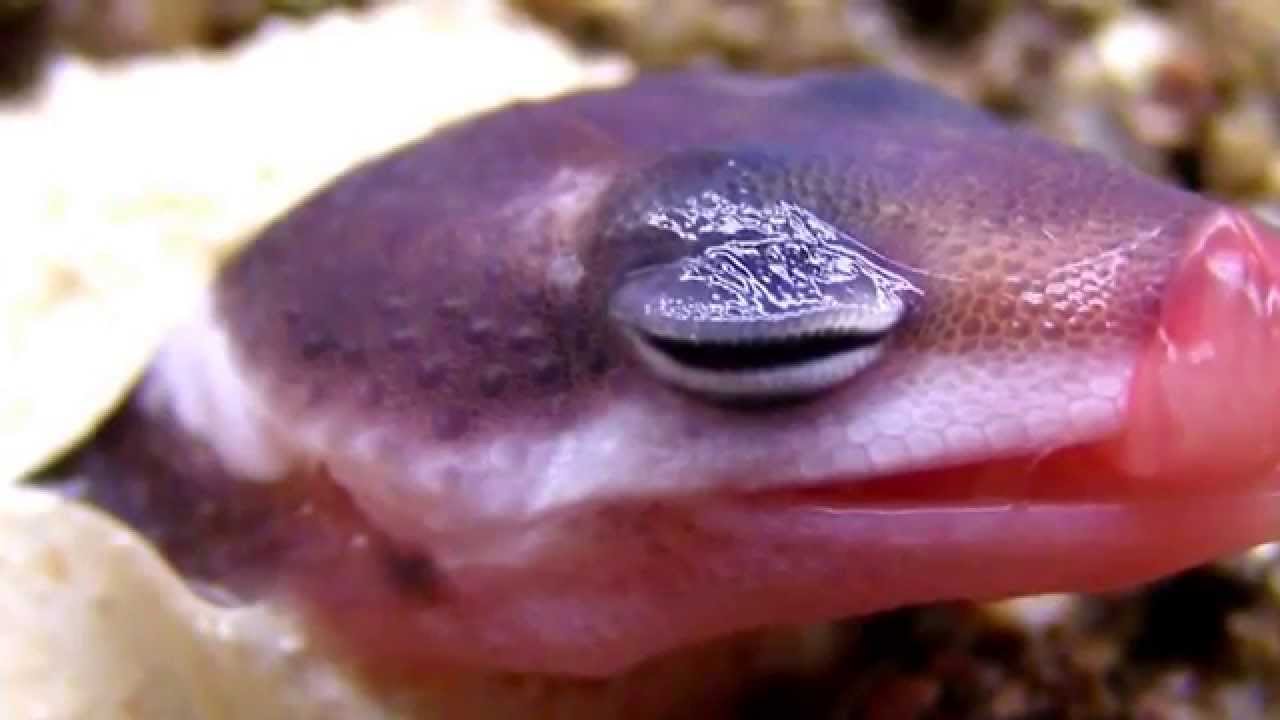 Leopard Gecko Ultimate Care Guide - YouTube