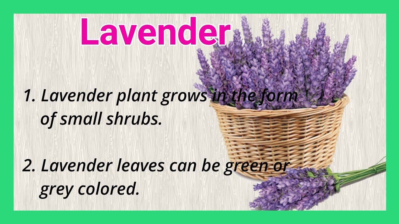 10 Lines on Lavender in English!! Short Essay on Lavender!! Ashwin's ...