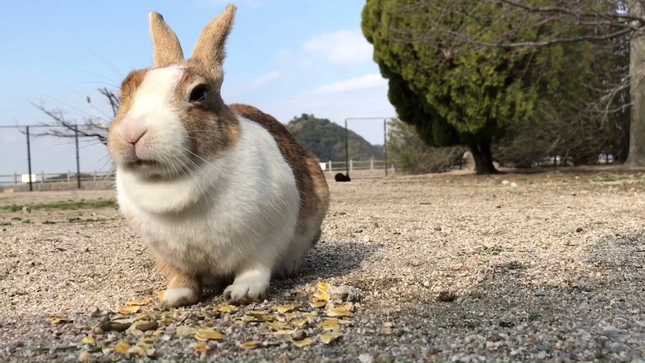 Rabbit: "Granola, yummy, I love it!" - YouTube