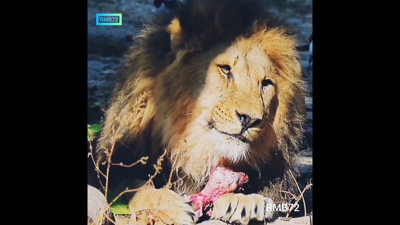 Lion eating the flesh || Lion video || animals |Natural sounds |RMB72 ...