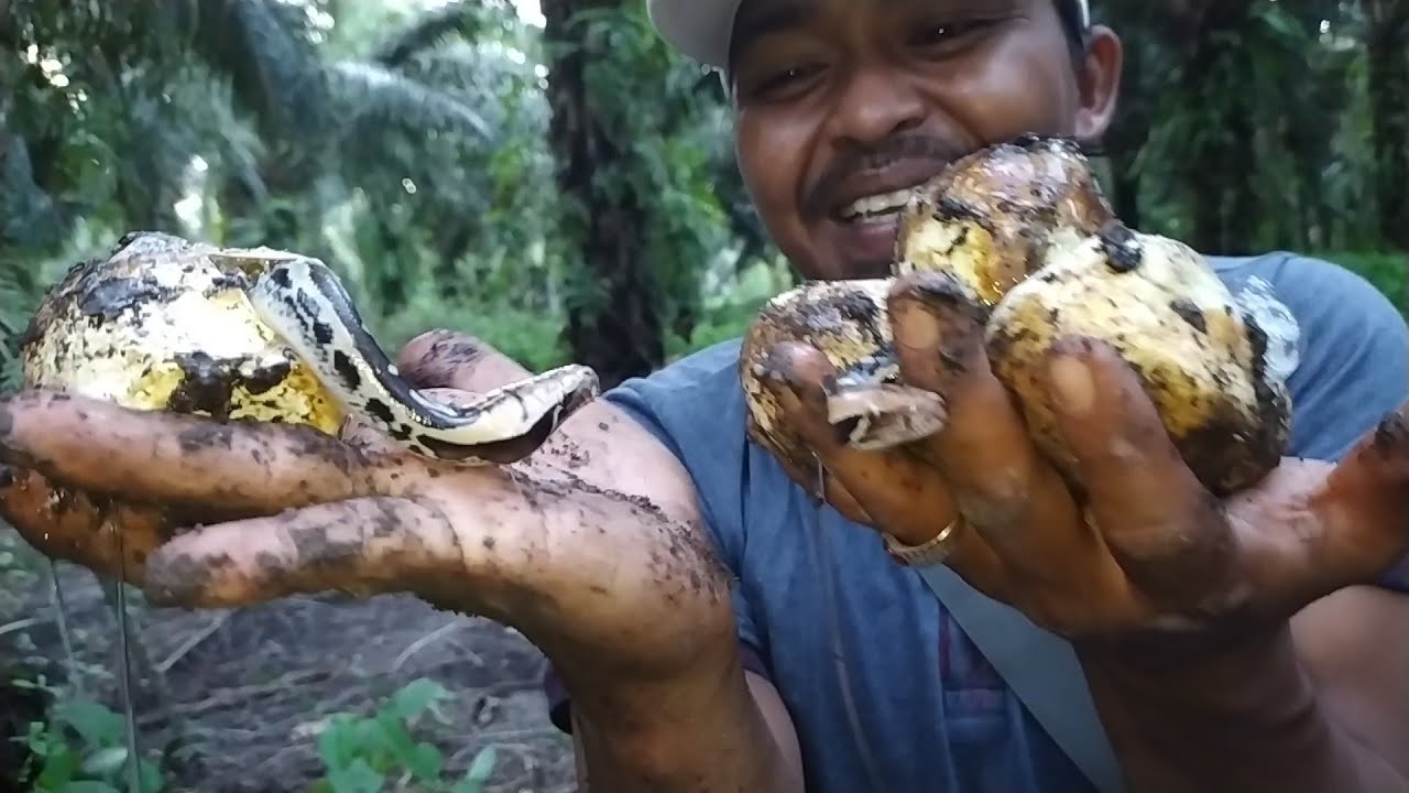 REAKSI MONSTER ULAR PYTHON BESAR SAAT TELUR DAN ANAKAN NYA DI EVAKUASI ...