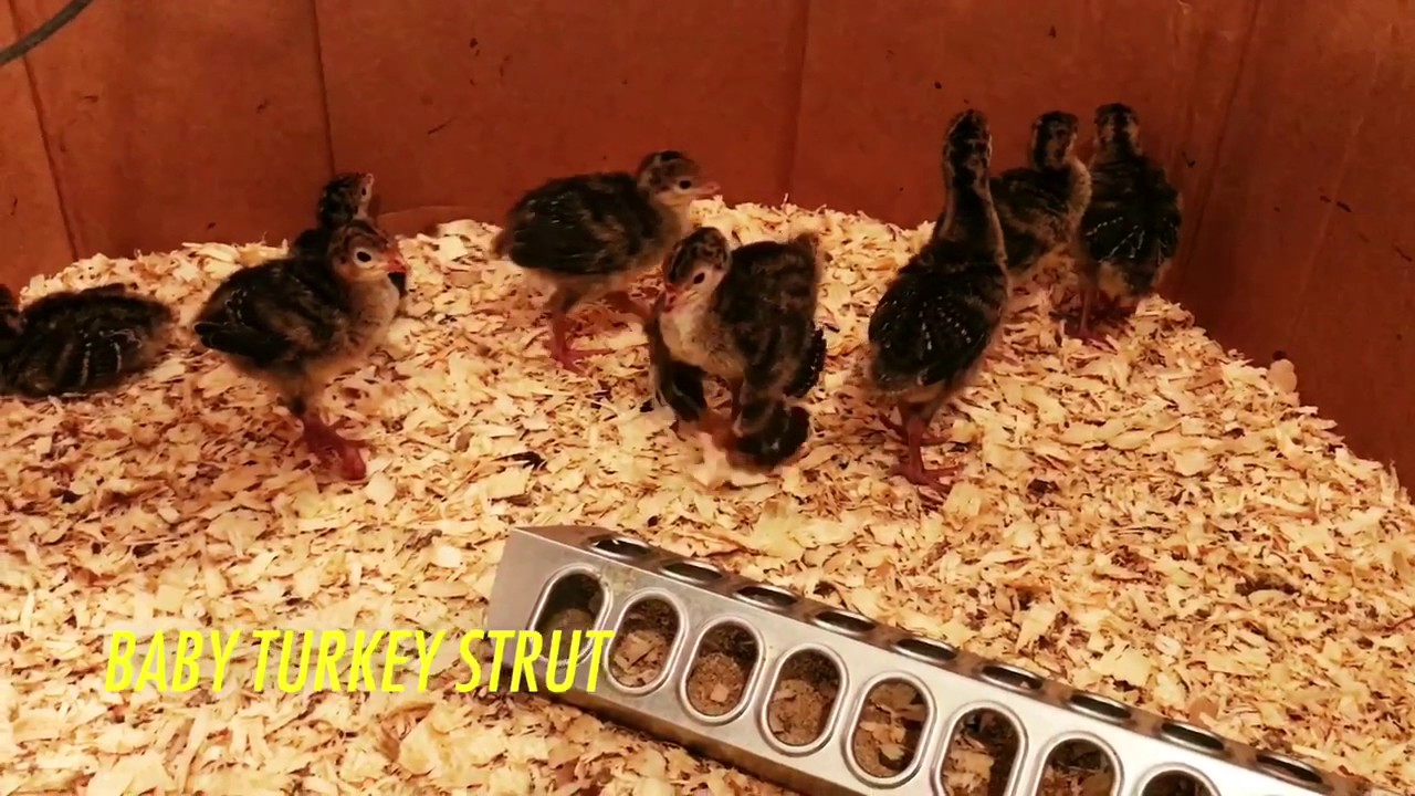 Baby Turkey Strut - YouTube