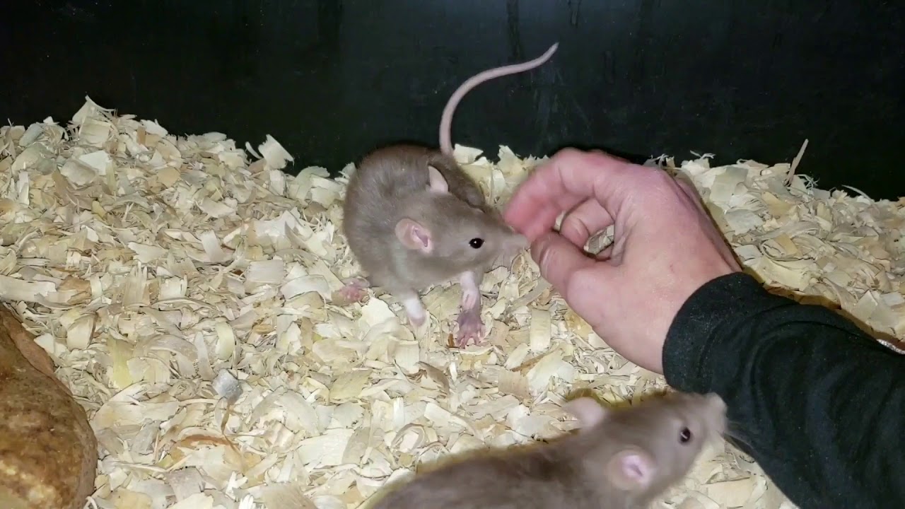 Rat in heat wiggling and vibrating ears - YouTube
