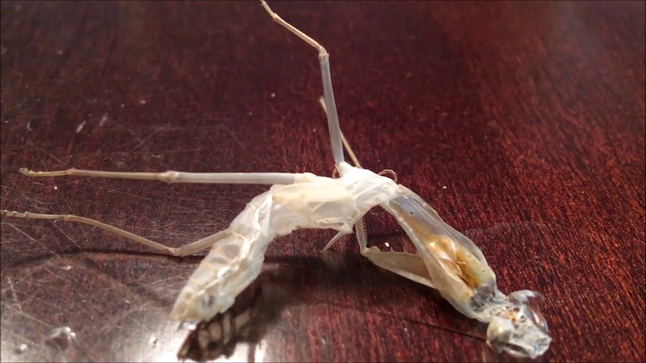 OMG my giant rainforest mantis had his final molt - YouTube