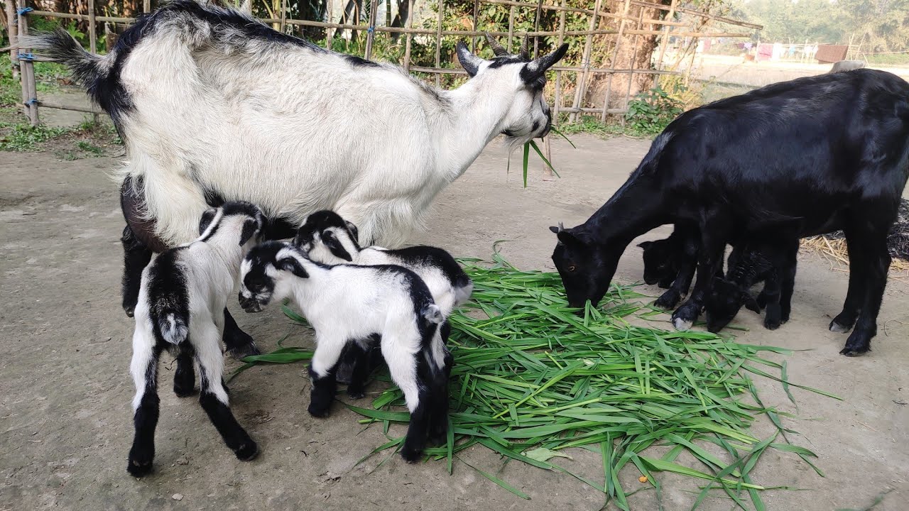 Goat farming Assam//viral videos Local Sagoli palon kori Swabalombi ...