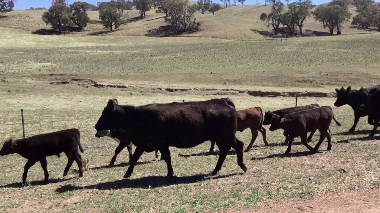 15 x 15 ANGUS X COWS & CALVES A/C QUIRK TRADING - YouTube