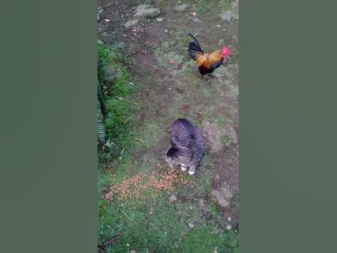 Kucing dan Ayam berdampingan - YouTube