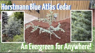 Planting a Horstmann Blue Atlas Cedar (Only 10' Tall!) 🌀