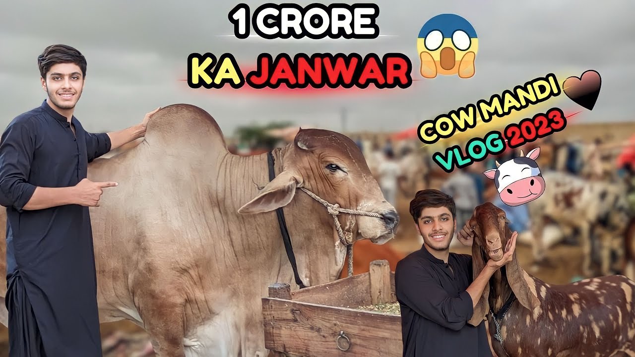 Karachi Sohrab goth gaya Mandi Vlog ️|Shan masala Owner na 1Crore ka janwar khareed layaICow ...