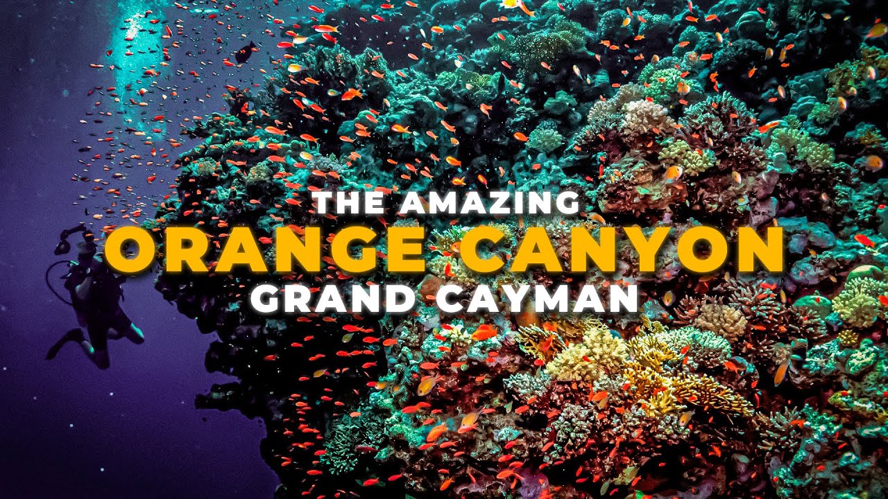 Go Dive The Amazing Orange Canyon Reef In Grand Cayman On Your Cayman ...