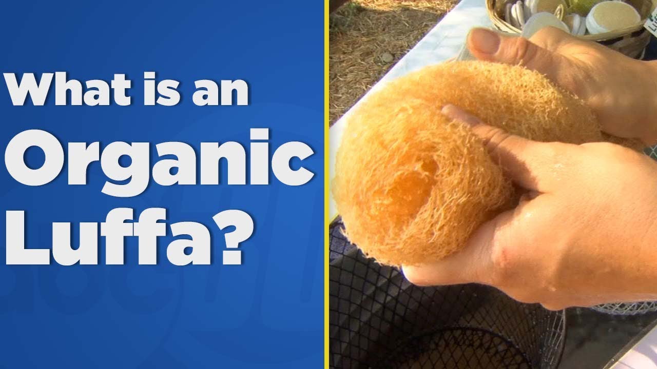 What is an organic luffa - YouTube