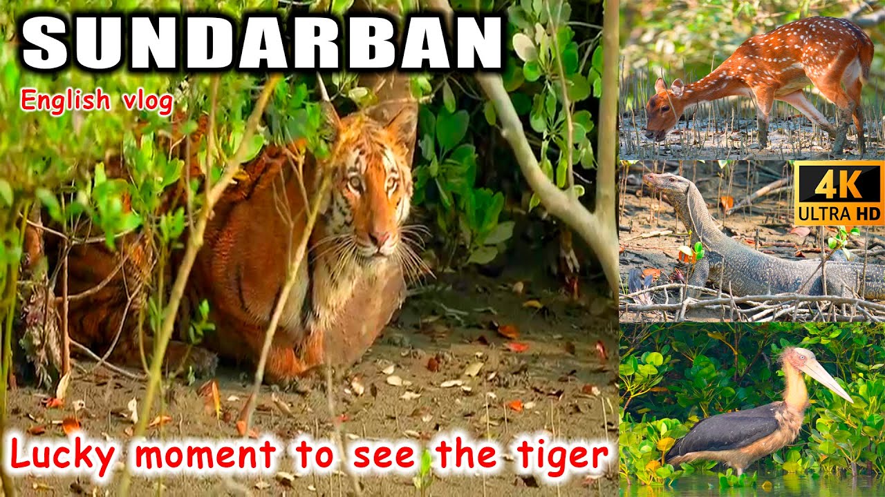 Sundarban ~ Lucky moment to see the tiger | Sundarban vlog in english ...