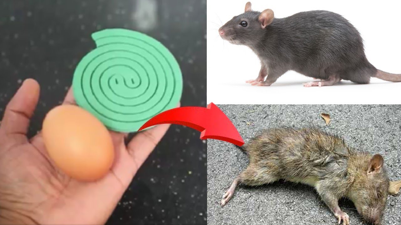 JUST ONE MINUTE || How To Get Rid of Mouse Rats, Permanently - YouTube