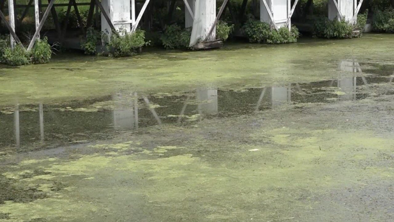 Tests reveal what the green slime is in Lake Taneycomo - YouTube