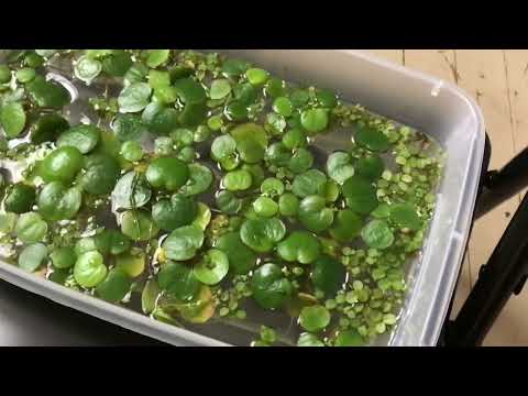 How I’m growing Amazon Frogbit plants Limnobium laevigatum - YouTube