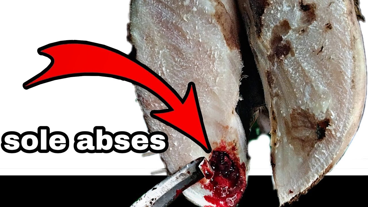 Toe Necrosis in cow hoof || Sole Abscess in hoof - YouTube