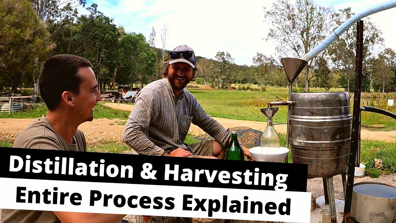 Harvesting & Distillation of Organic Tea Tree Oil - Entire Process ...