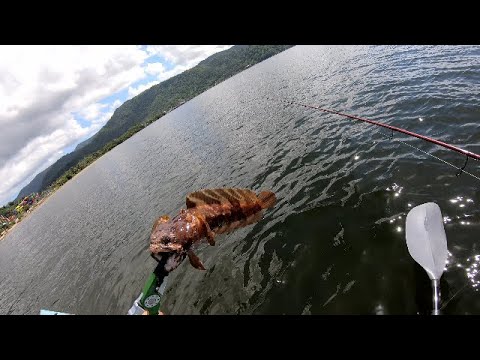 TRASH FISH INSHORE SLAM - Bat Ray, Toad Fish, Saltwater Catfish ...