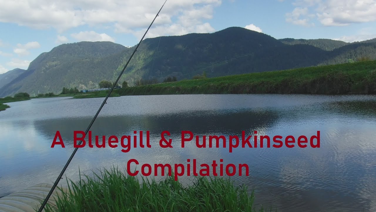 A Bluegill & Pumpkinseed Compilation - YouTube