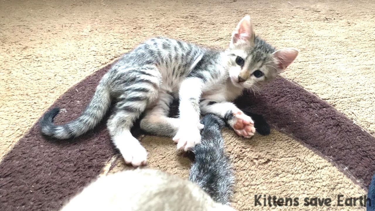 Cute kittens who love older cats. - YouTube