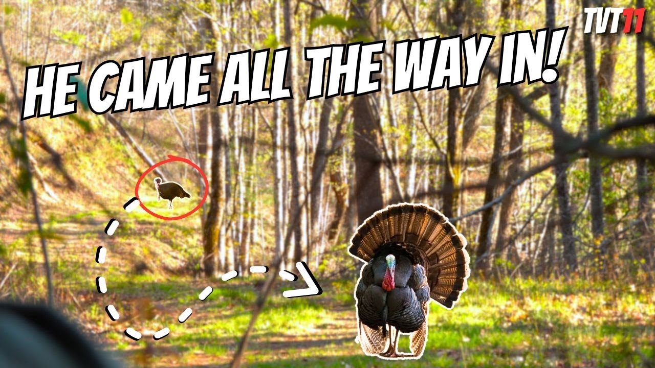 Mountain GOBBLER comes ALL THE WAY IN! - North Carolina Public Land ...