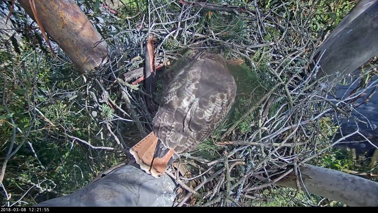 Hawk laying her second egg - YouTube