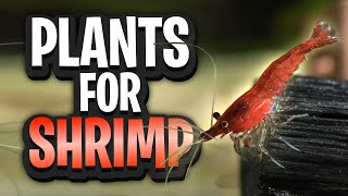 7 Plants That Are Perfect For A Cherry Shrimp Tank! (Easy And Floating Plants Included)