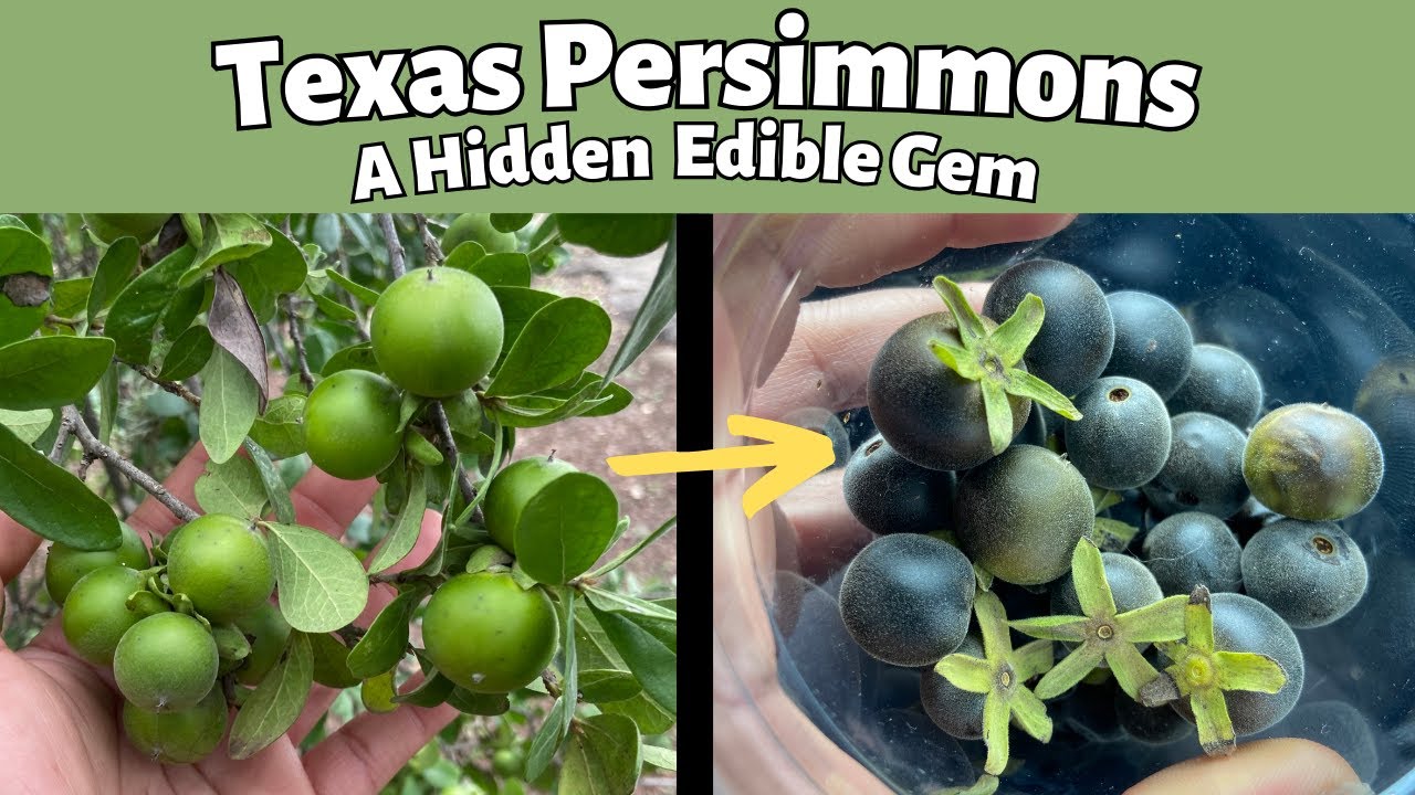 Texas Persimmons: The Hidden Edible Gem of Texas - YouTube