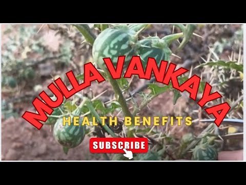 Mulla vankaya health benefits// ముల్ల వంకాయ ఆరోగ్య ప్రయోజనాలు //Mulla ...