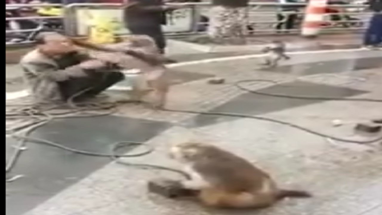 Crazy Monkey and Man Fight Monkey Slaps Man FUNNY VIDEO 2016 - YouTube