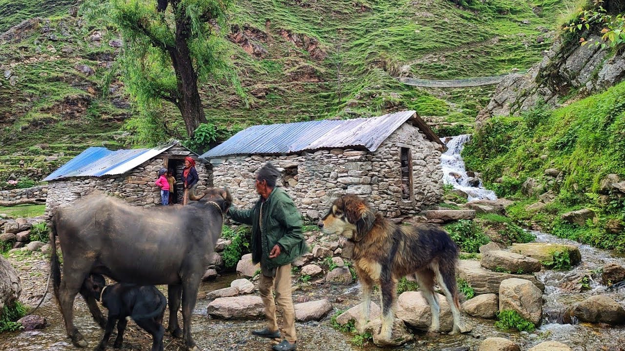 Himalayan Nomadic People living life| Shepherd's Food Cooking| Village life of Countryside Nepal ...