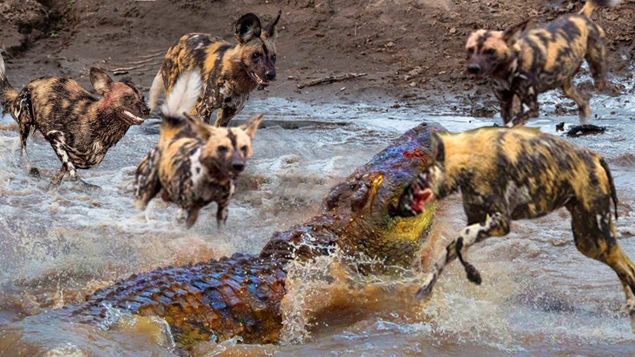 Fierce Skirmish! The King Of The Swamp Alone Defeated 10 Aggressive ...