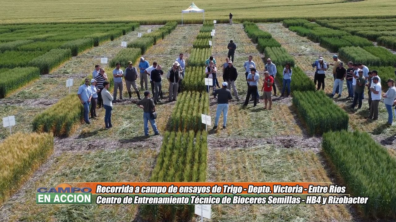 Trigos Resistentes a Estrés Hídrico Generación HB4 - Isidro Silveira ...