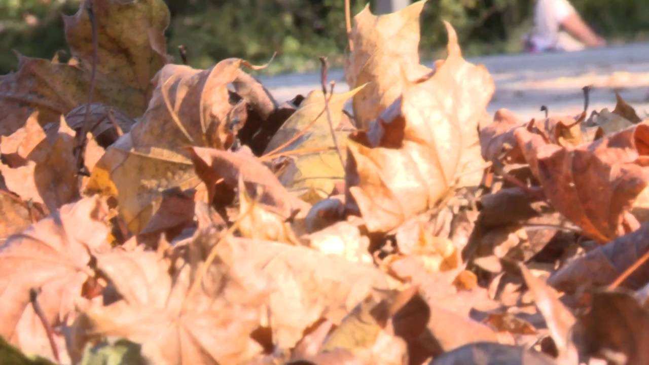 Leaf Collection Program 2016 - YouTube