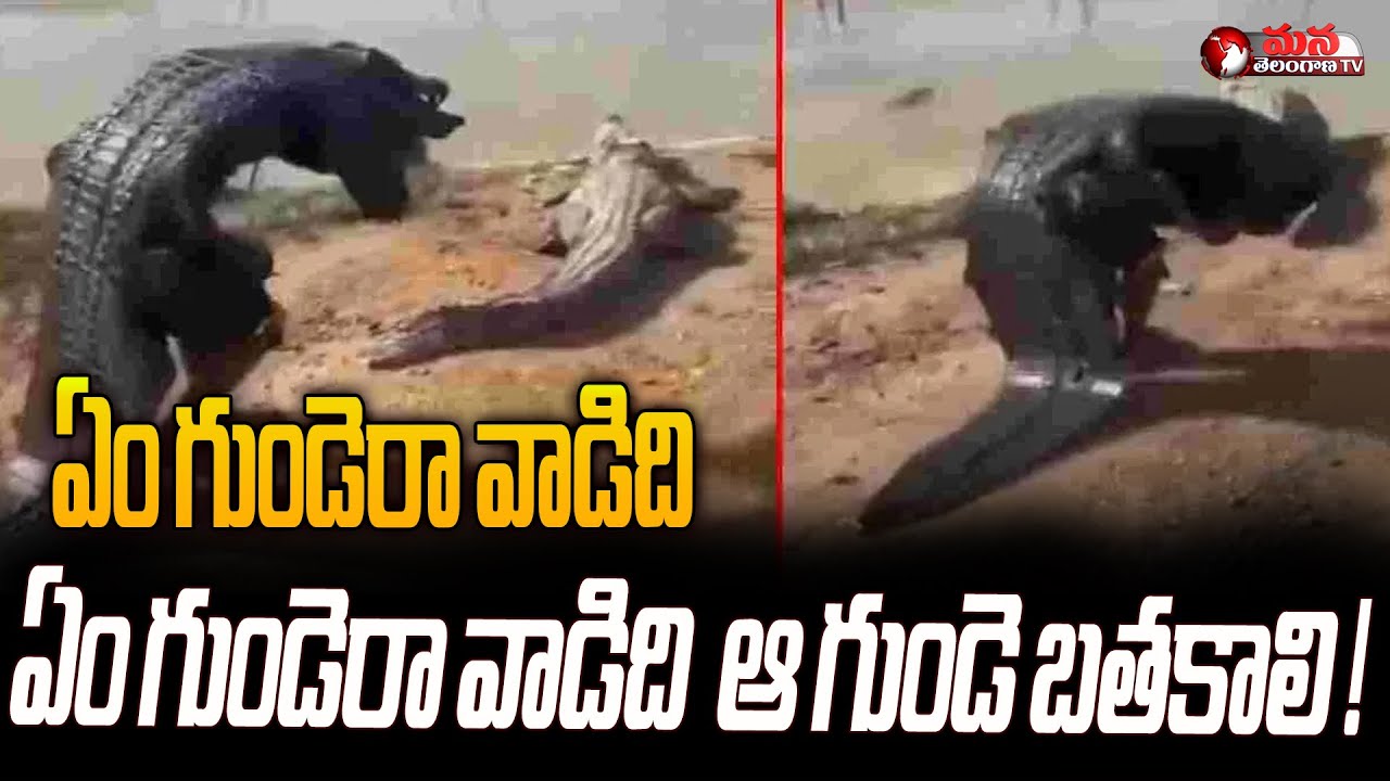 Man Dressed As Reptile Teases Crocodile Video goes Viral | Mana ...