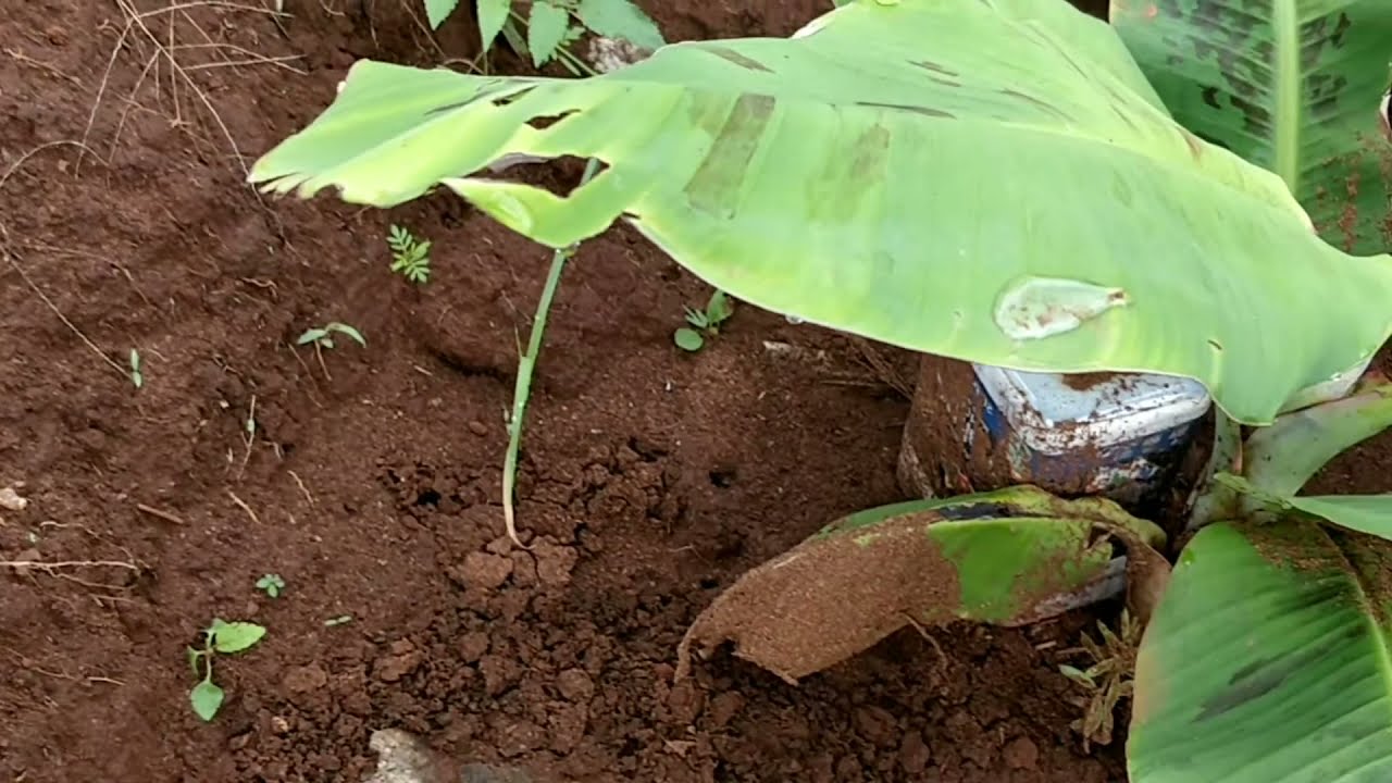 Life Cycle of Banana Tree. Banana Planting and Farm Management / How to ...