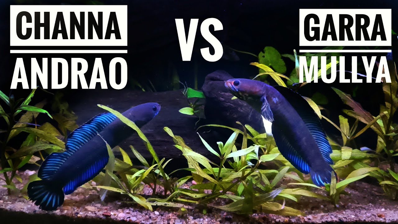 Channa Andrao VS Garra Mullya| Channa andrao community tank #channa # ...